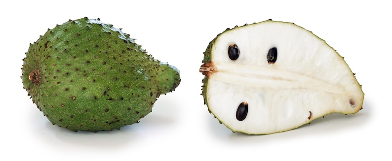 8'' SOURSOP TREE Guanábana Tropical Fruit Tree Organically Grown - Etsy