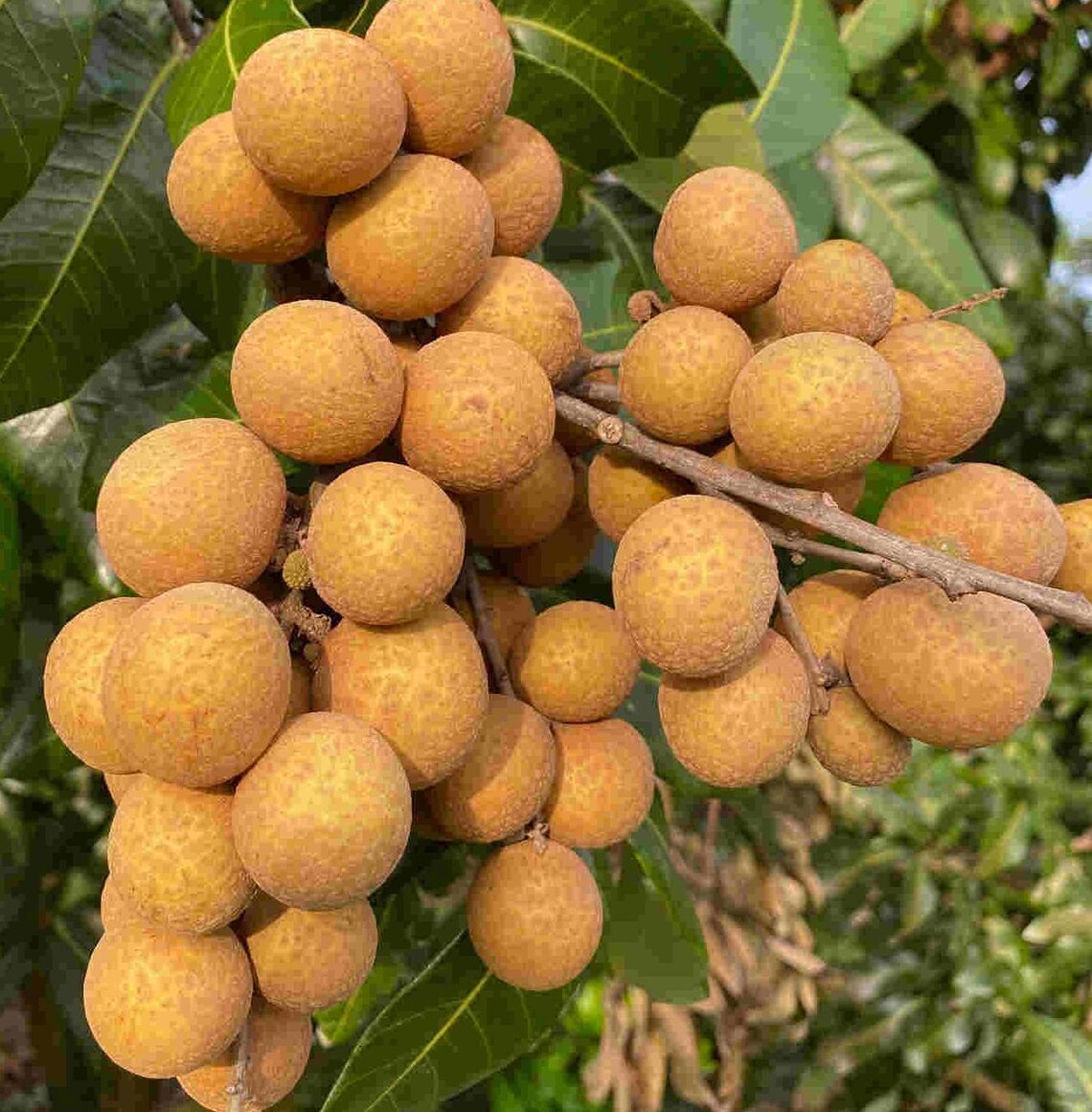 5 LONGAN SEEDS Dimocarpus Tropical Fruit Tree Organic Non-gmo 2025 ...