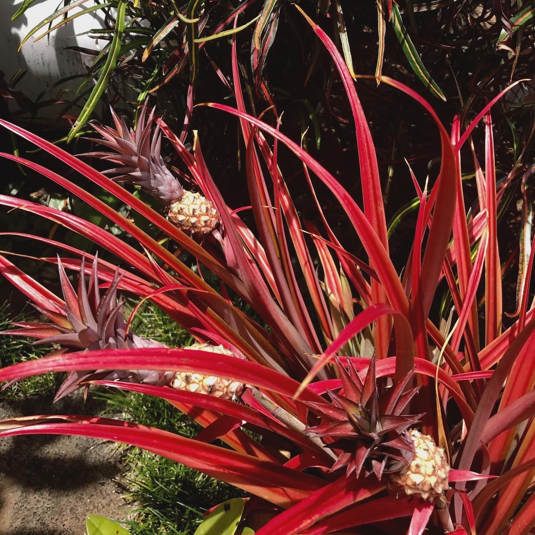 Rooted 4'' Dwarf Lava Burst RED PINEAPPLE Ananas Lucidus Bromeliad Live ...