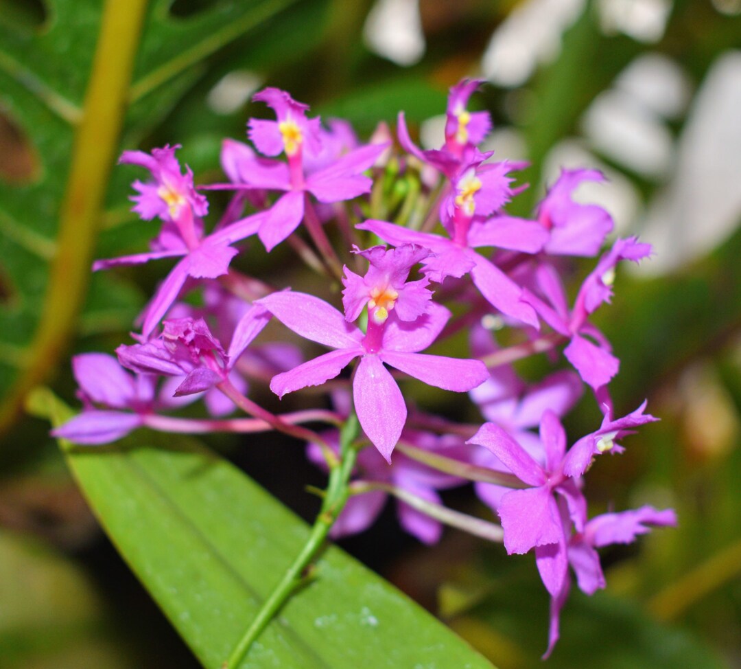 Rare Purple EPIDENDRUM RADICANS Reed Stem Orchid, Fire Orchid, Poor Man ...