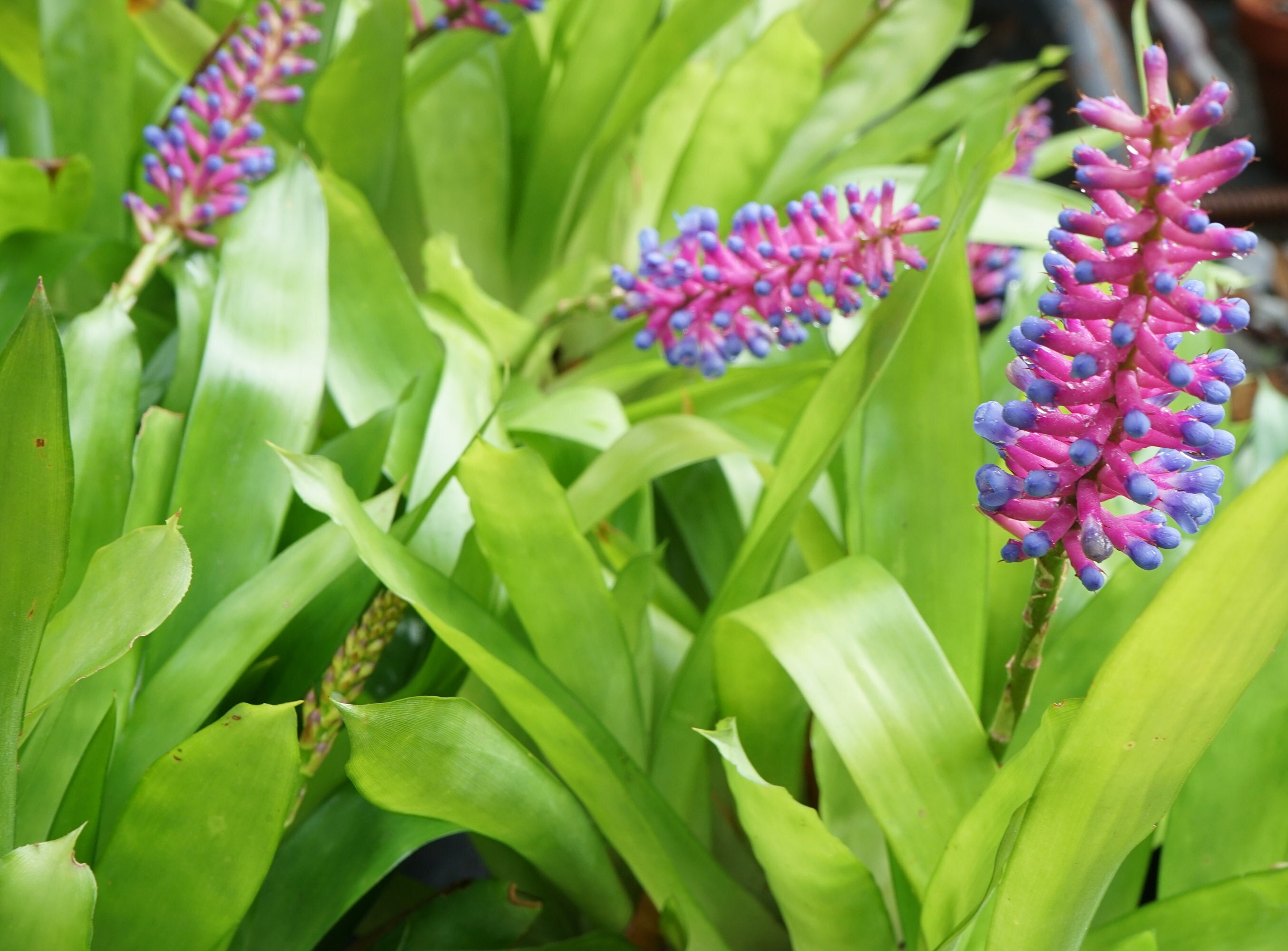 3x MATCHSTICK BROMELIADS 8-10'' Aechmea Gamosepala Tropical Epiphytic ...