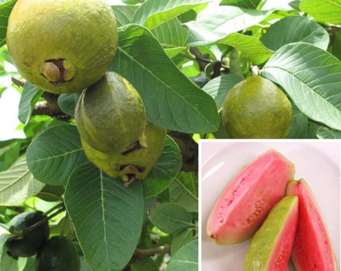 6'' PINK GUAVA Seedling Tree Tropical Organic Non-gmo Plant in Small ...