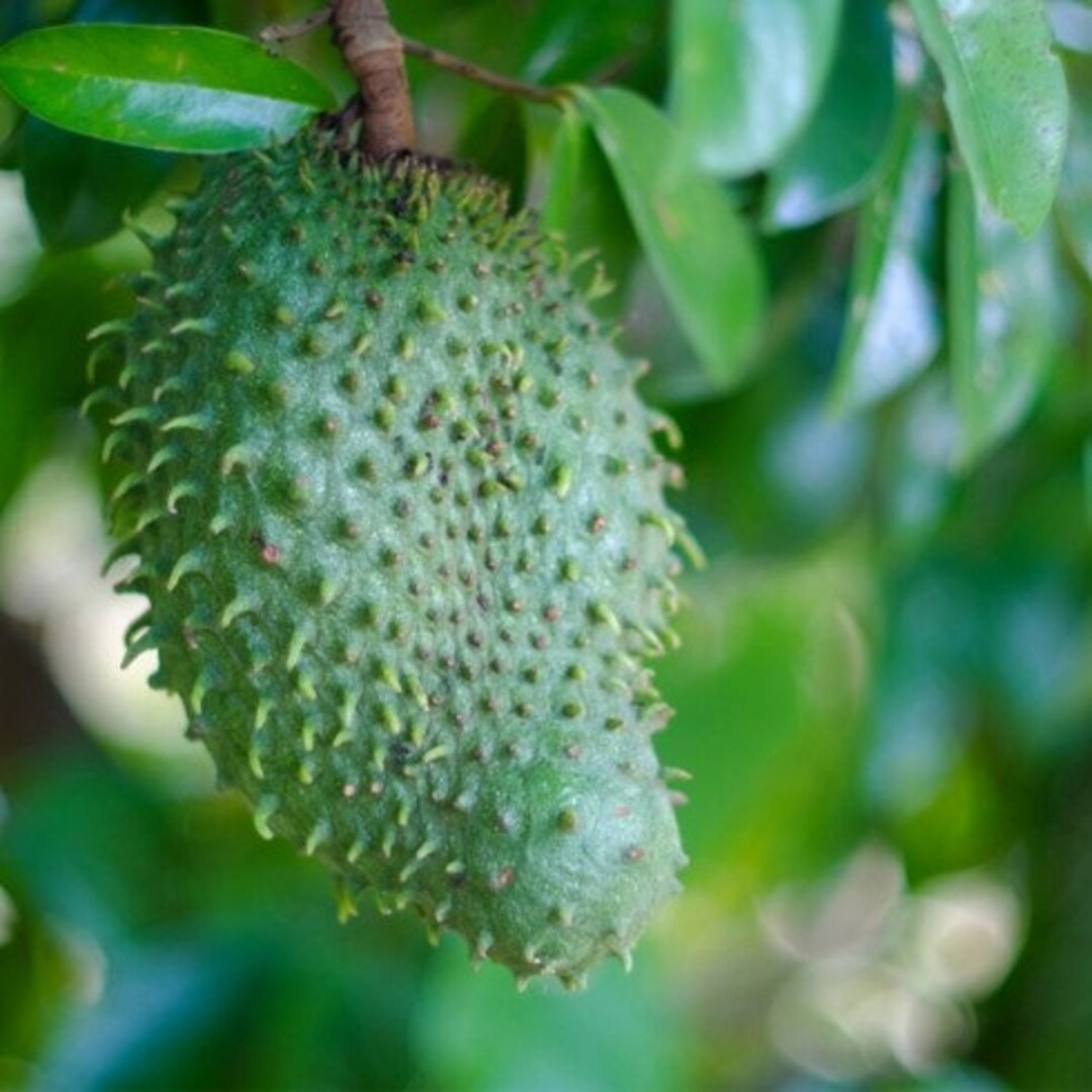 8'' SOURSOP TREE Guanábana Tropical Fruit Tree Organically Grown - Etsy