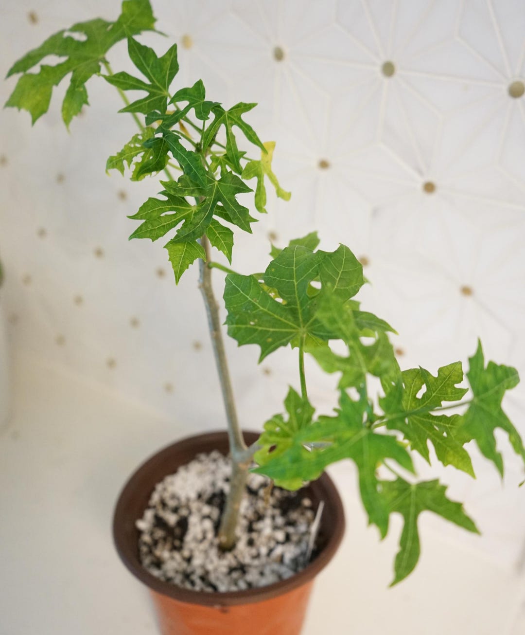 Rooted Plant CHAYA Mayan Miracle Spinach Tree Organic Deeply Lobed Leaf ...