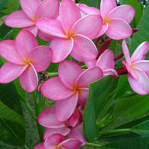 12-14'' Miami Rose HAWAIIAN PLUMERIA Frangipani Plant Cutting Unrooted ...