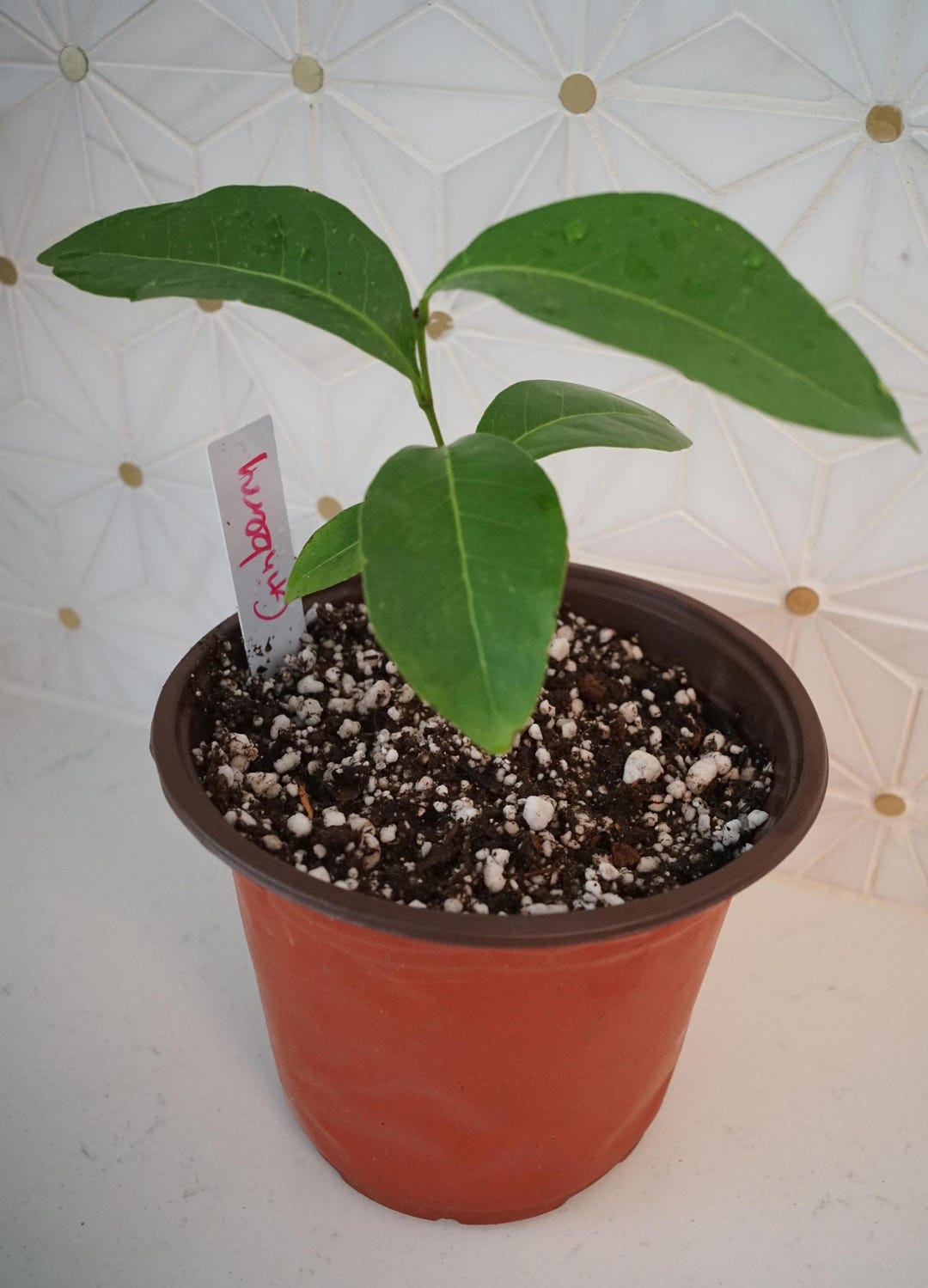 Orange Gin Berry GINBERRY (glycosmis Pentaphylla) Starter Tree, Large ...