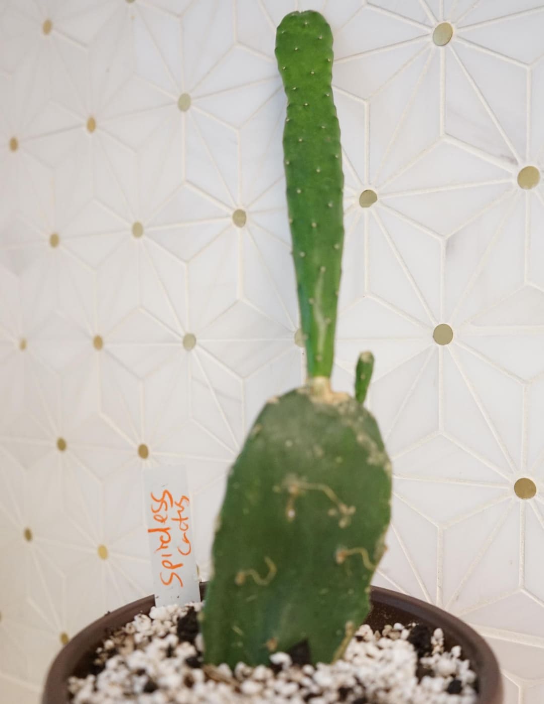 12-16'' Spineless PRICKLY PEAR Cactus Rooted Plant, Nopales, (opuntia ...