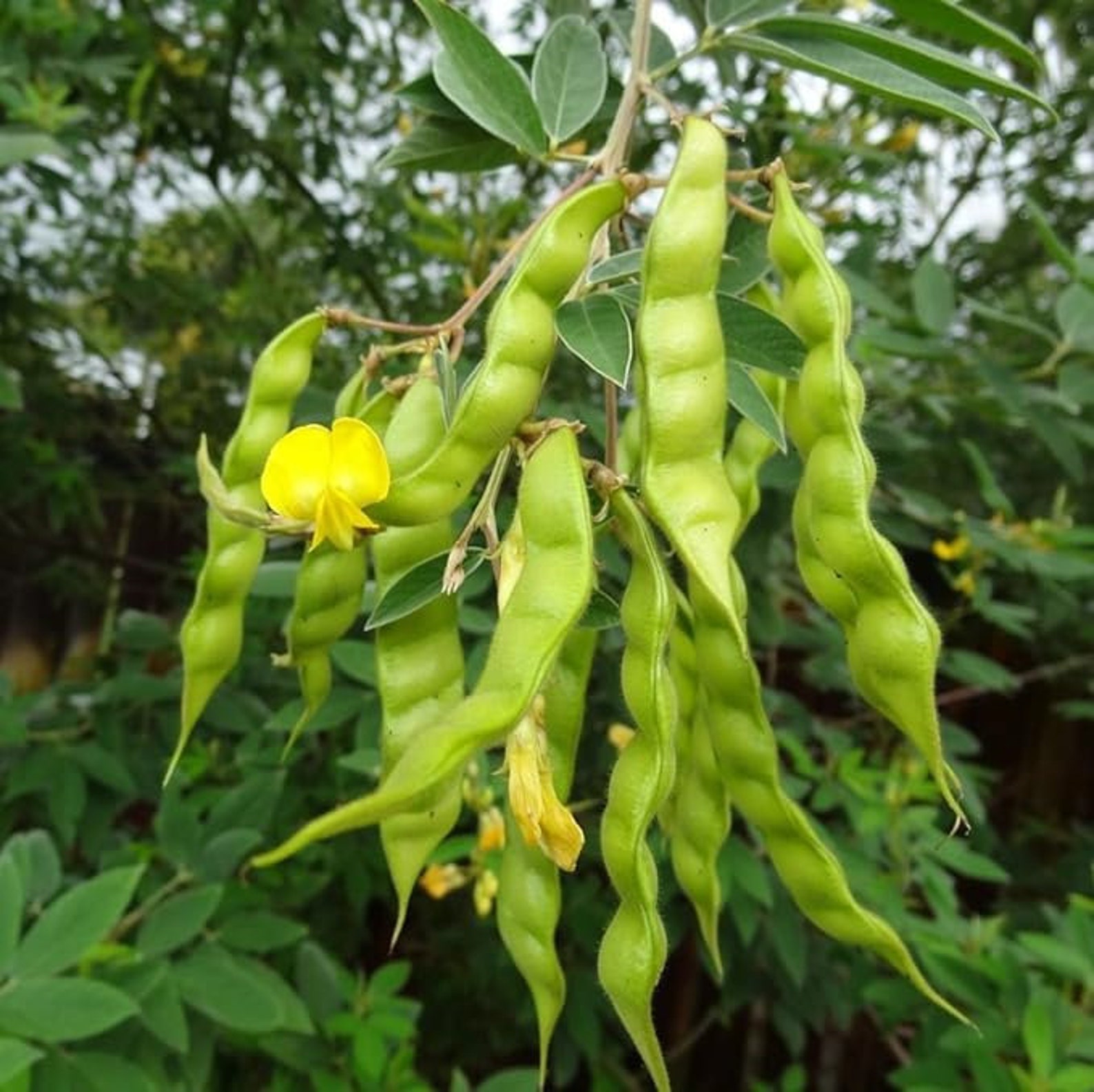 Organic Red PIGEON PEAS Gunga Pea 50 Seeds - Cajanus Cajan Gandul ...