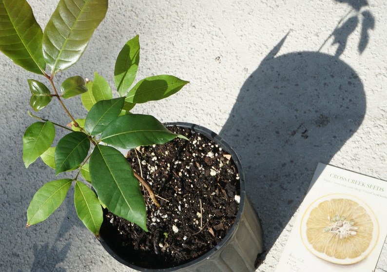 5 LONGAN SEEDS Dimocarpus Tropical Fruit Tree Organic Non-gmo 2025 ...