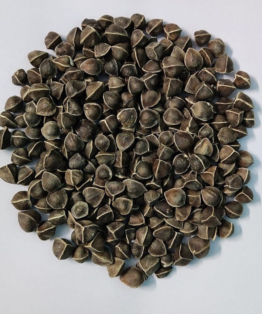 Graines de Moringa EasySeeds ™, emillas de Moringa, arbre de pilon ...