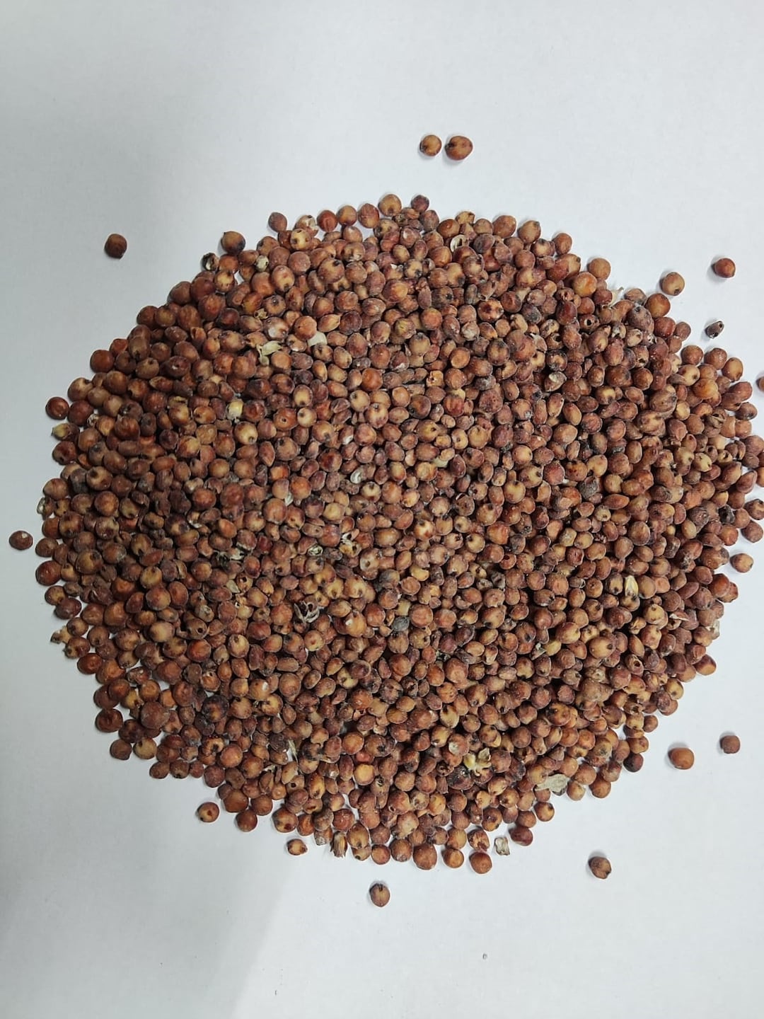 EasySeeds ™ Sorghum-Sudangras, Huhn-Mais, Shattercane, Sordan, Sorghum ...