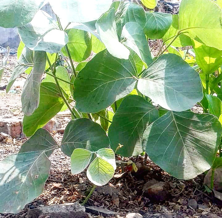 Buy Easyseeds Palash Flame of the Forest Butea Monosperma Dhak bastard Teak Parrot Tree Butea Gum Sacred Tree Seeds Online in India Etsy