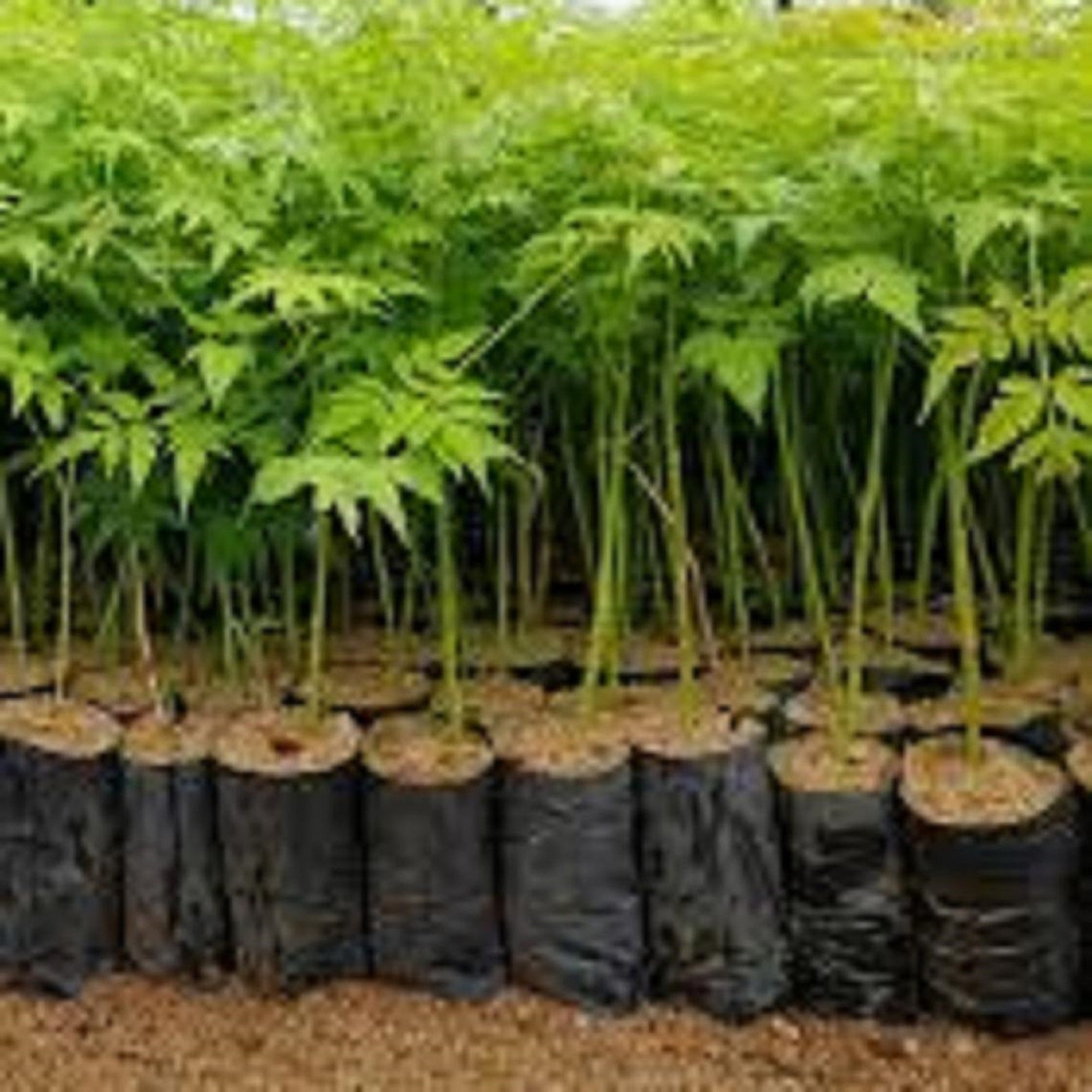 Easyseeds™ Melia Dubia, Malabar Neem, Mahanim , Hebbevu , Fast Growing ...