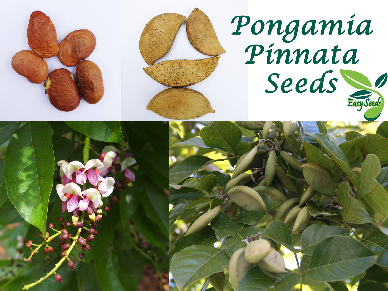 Easyseeds™ Pongamia Pinnata Pongam Tree Pongame Oil Tree - Etsy Australia