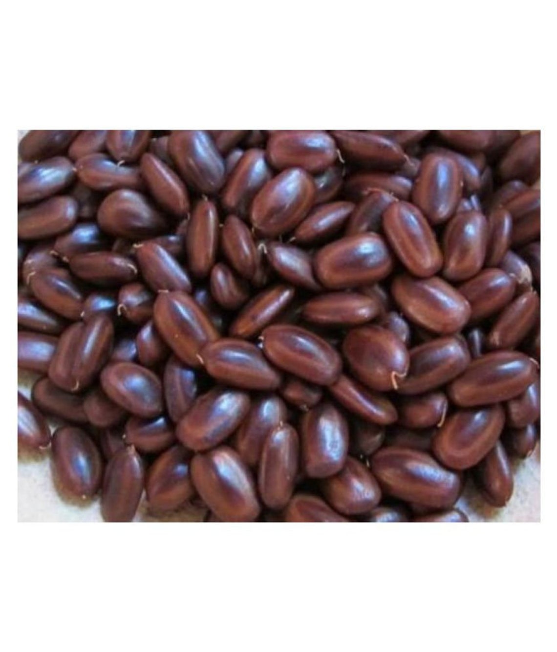 Easyseeds™ Rain Tree, Samanea Saman Albizia Saman, False Powder Puff ...