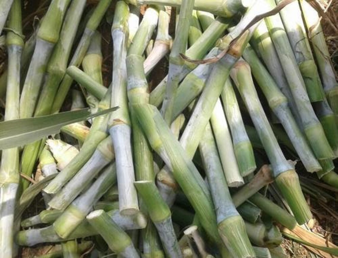 Buy Easyseeds™ Super Napier Grass,hybrid Grass,elephant Grass, High ...