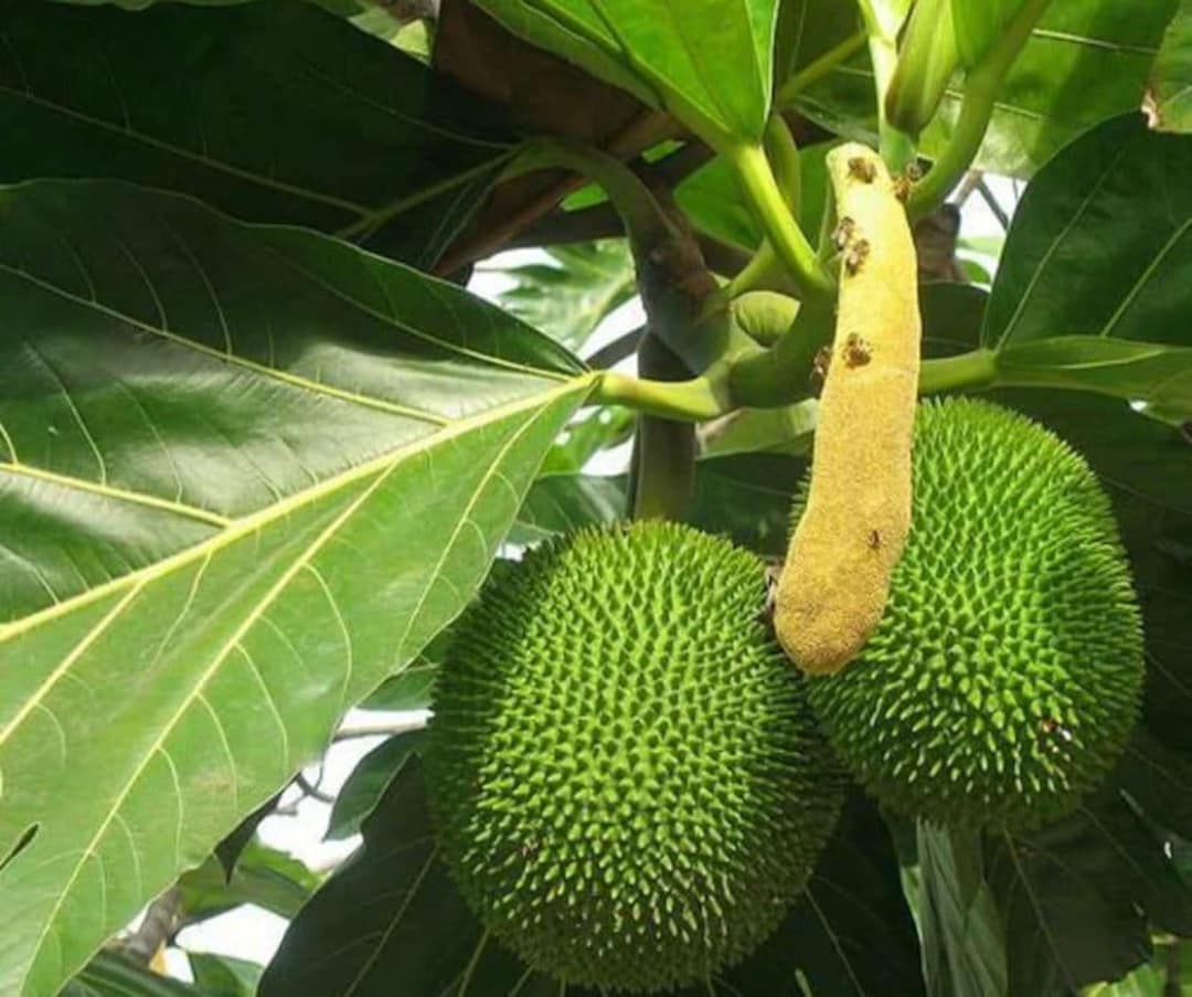Artocarpus Camansi(breadnut), 10 Seeds Cost(11 U.s Dollars), Shipping ...