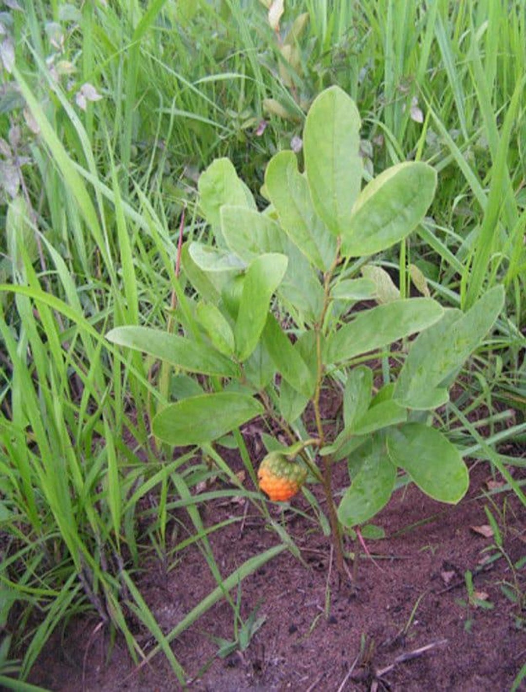 Annona Stenophylla(dwarf Custard Apple), 15 Seeds for 11 Usd, Shipping ...