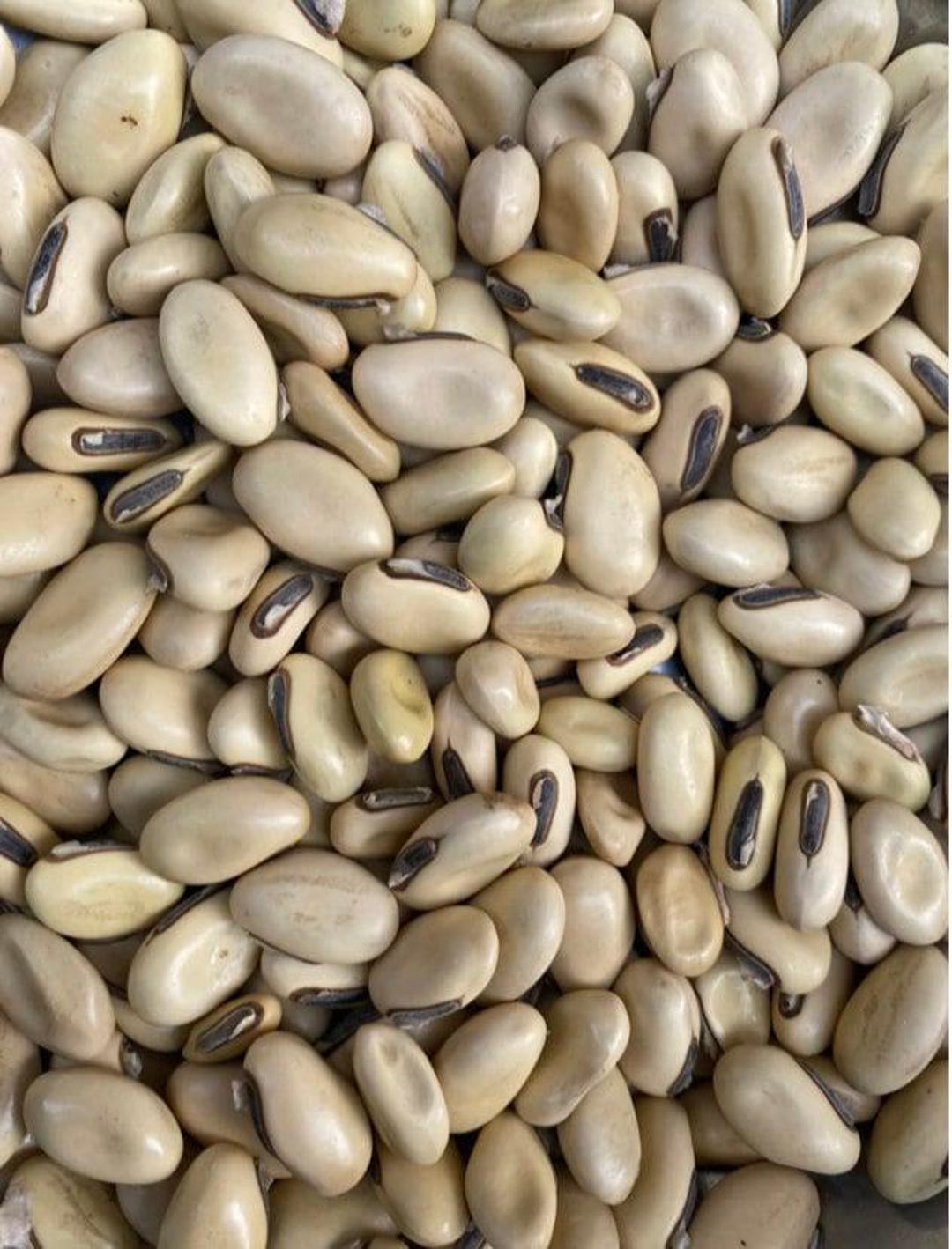 Light Creamed Sword Beans, Canavalia Gladiata, 100g Seeds/8 Usd ...