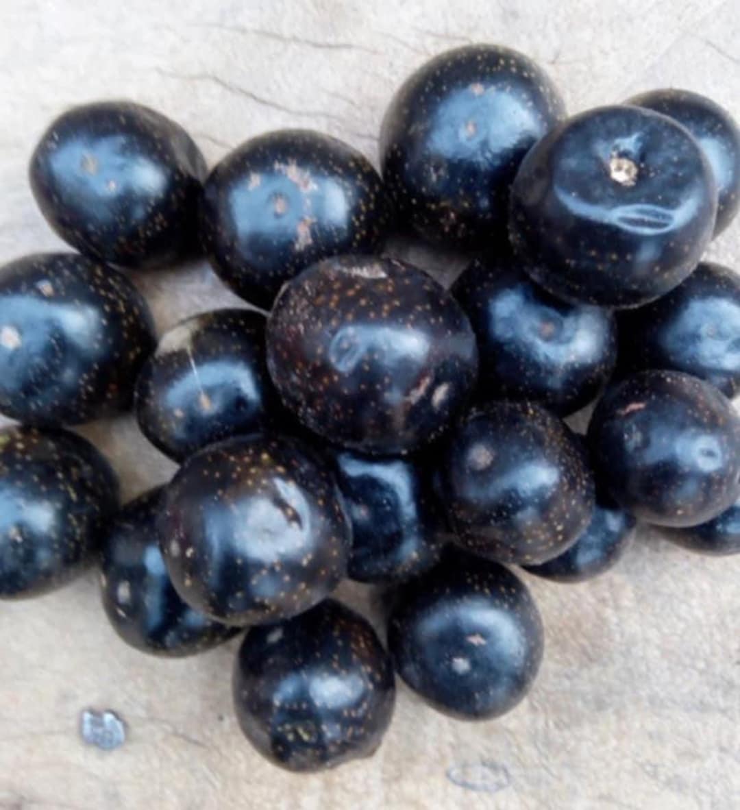 Vitex Doniana, African Black Plum, 20 Seeds 8 Usd, Shipping Cost 10 Usd ...