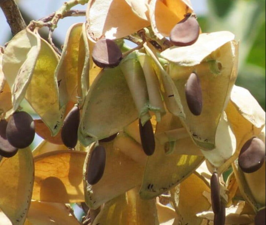 West African Copal Tree,daniellia Oliveri, Gum Tree, Copal Tree, 10 ...