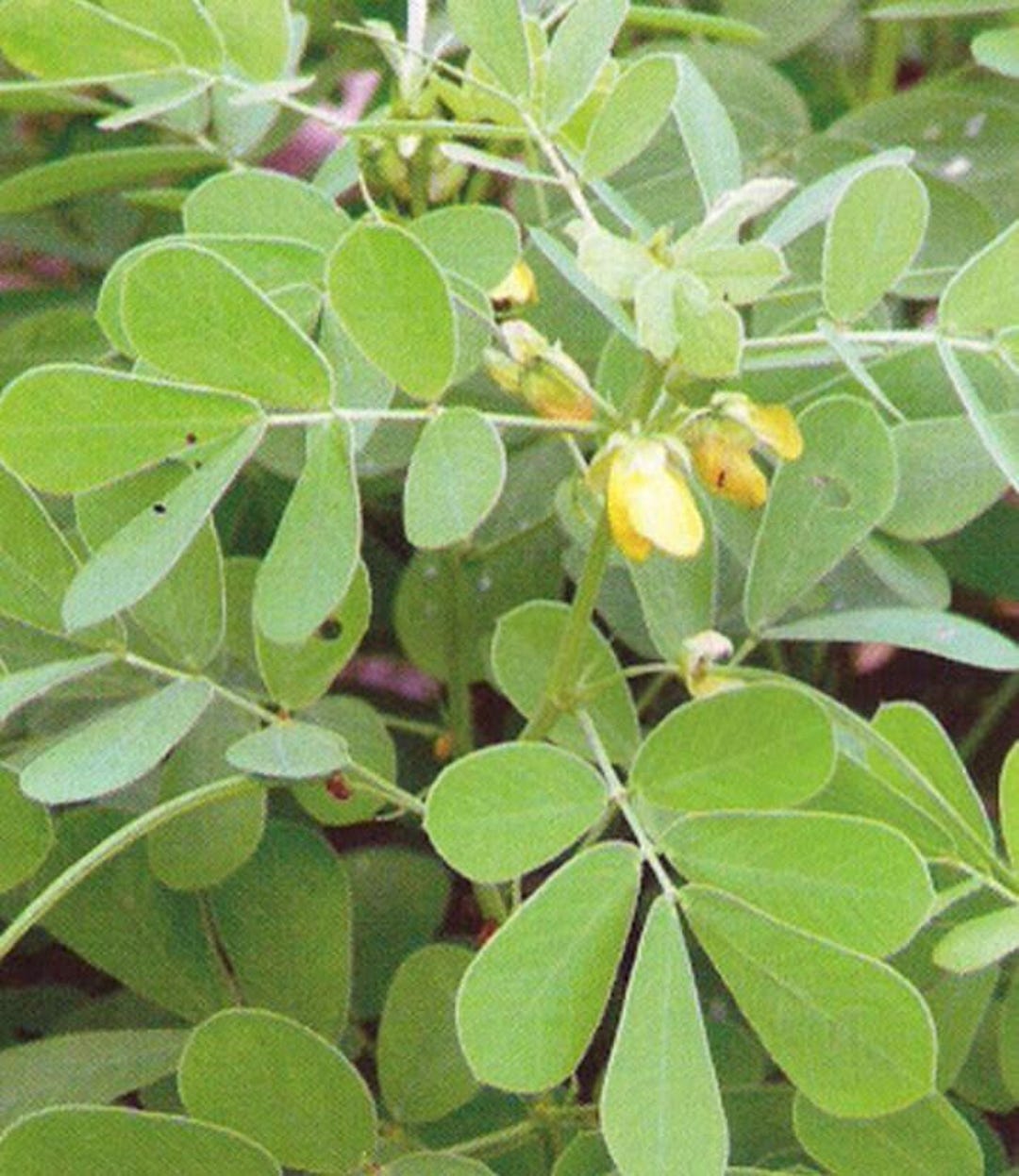 Senna Tora, 300 Seeds Cost is 12 Usd, Shipping Cost is 10 Usd, Phyto ...