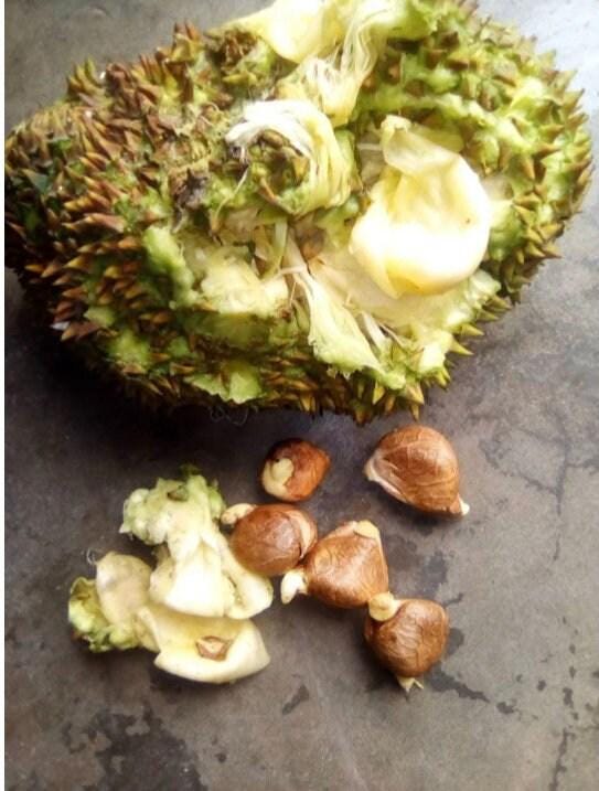 Artocarpus Camansi(breadnut), 10 Seeds Cost(11 U.s Dollars), Shipping ...