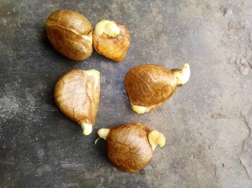 Artocarpus Camansi(breadnut), 10 Seeds Cost(11 U.s Dollars), Shipping ...