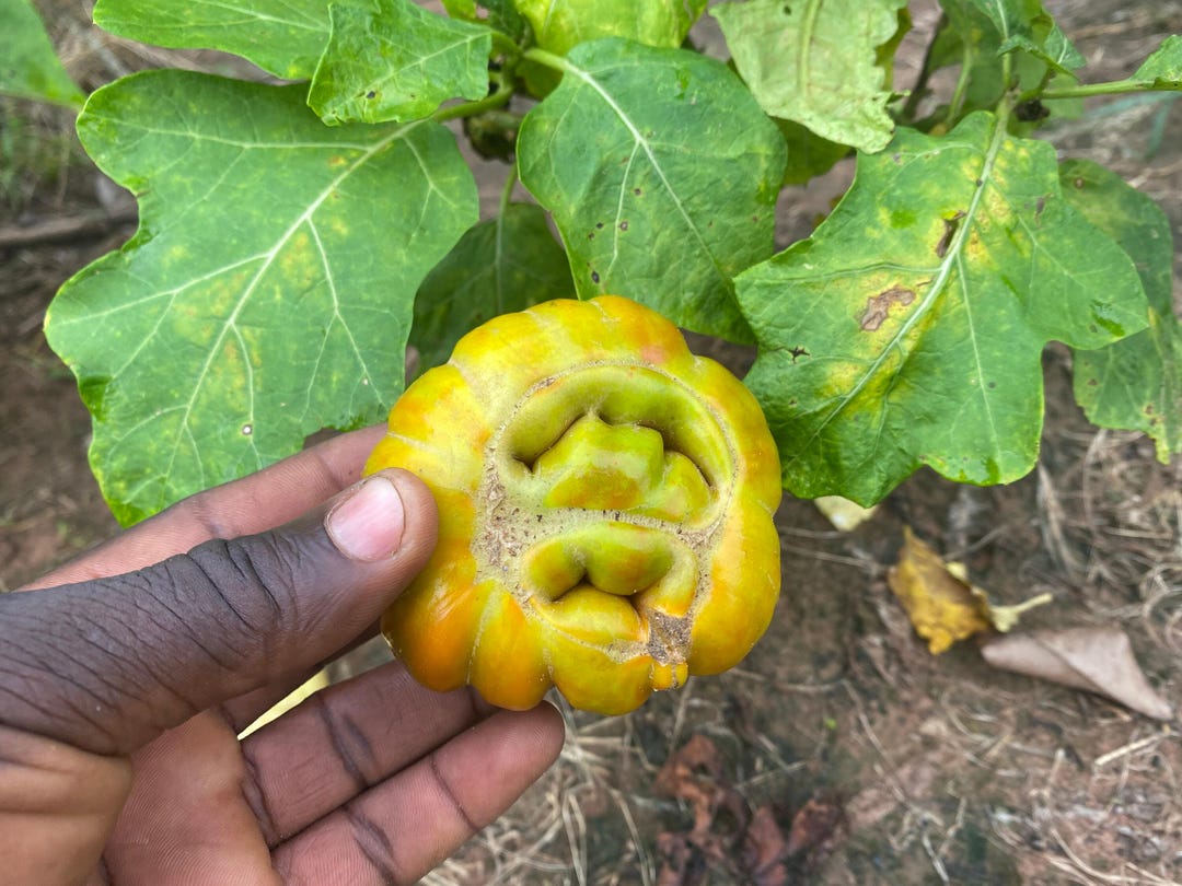 Green Bitter Tomato(solanum Aethiopicum), 200 Seeds Cost is 12 Usd ...