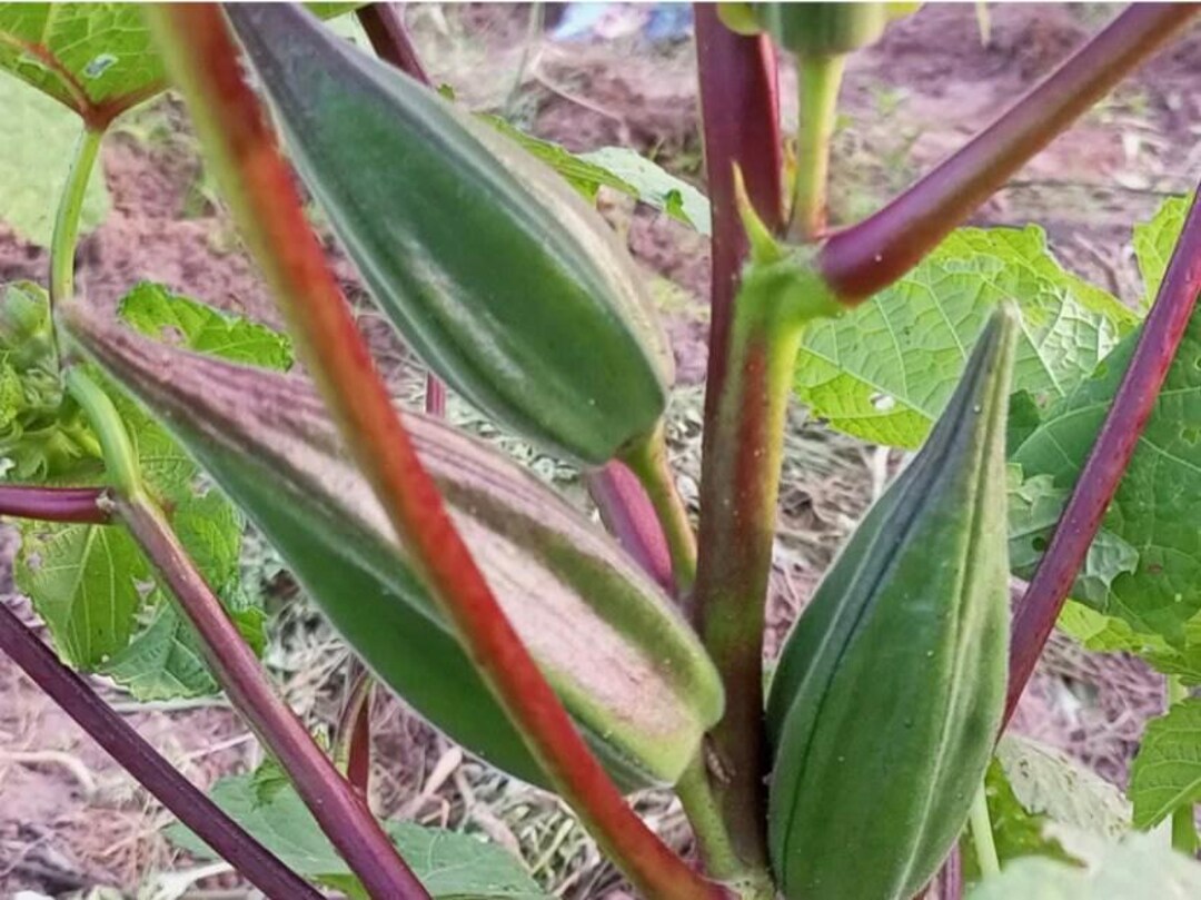 African Dwarf Okro (abelmoschus Esculentus), 200 Seeds for 11 Usd ...