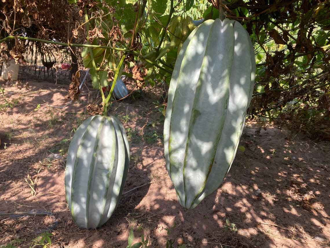 Fluted Pumpkin, Ugu, Telfairia Occidentalis, 7 Seeds/20 USD, Express ...