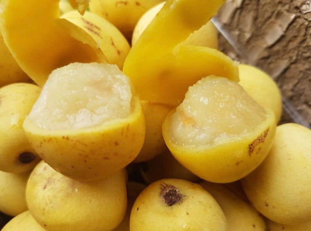 Marula Seeds (sclerocarya Birrea), 15 Seeds/8 Usd, Shipping Cost is 10 ...