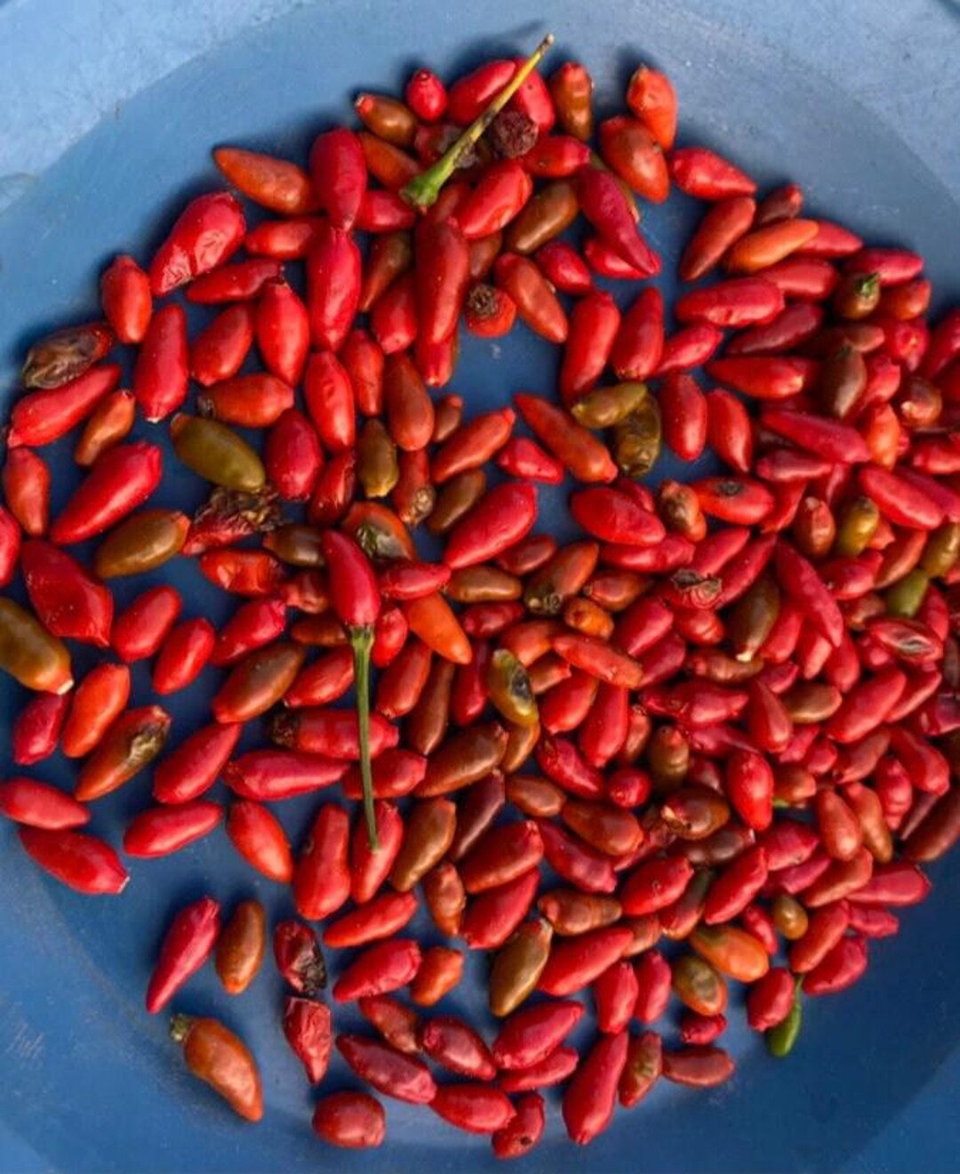 African Pea Bird Eye Pepper, 200 Seeds/ 11 Usd, Shipping Cost is 10 Usd ...
