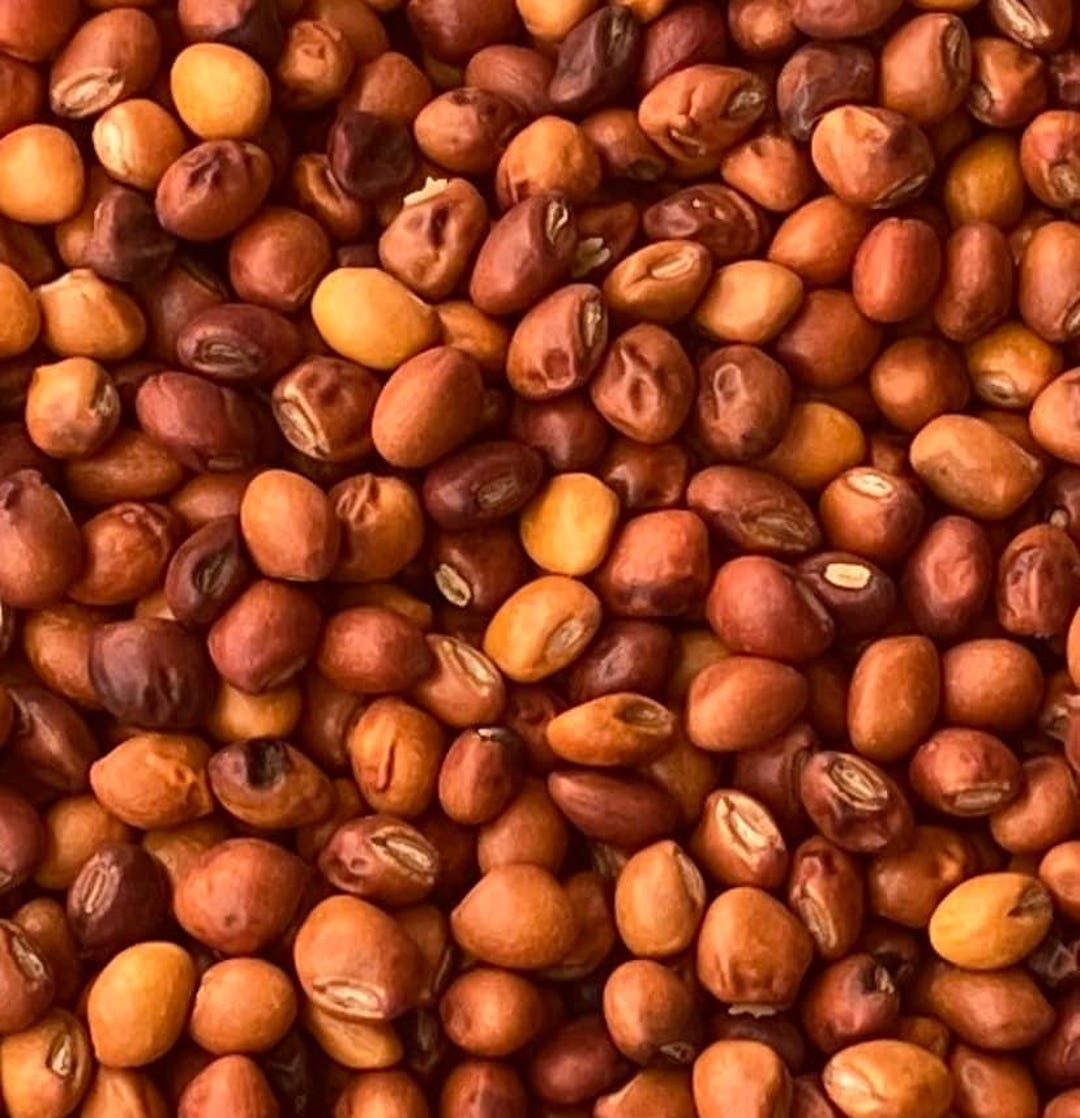 60 Days Pigeon Pea, Cajanus Cajan, Early Mature Variety, 200 Seeds / 8 ...