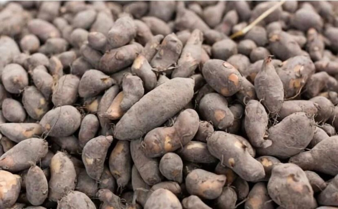 Native Potato, Frafra Potato, Hausa Potato (solenostemon Rotundifolius ...