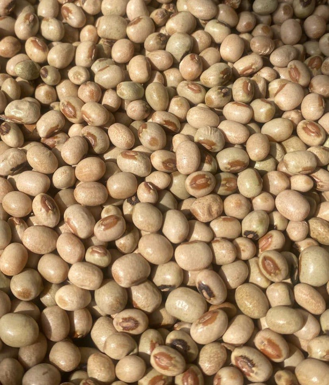 2 in 1 African Yam Beans(sphenostylis Stenocarpa), 100g Seeds /15 Usd ...