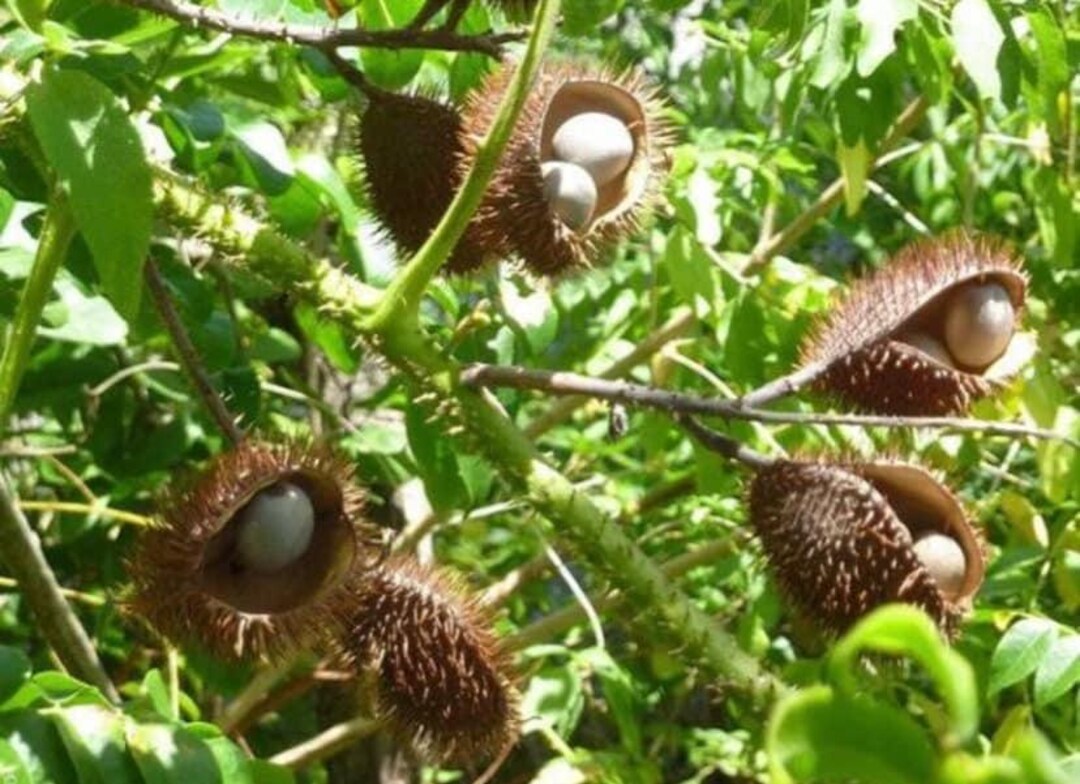 Caesalpinia Bonduc / Fevernut, 20 Seeds/8 Usd, Shipping/10 Usd, Phyto ...