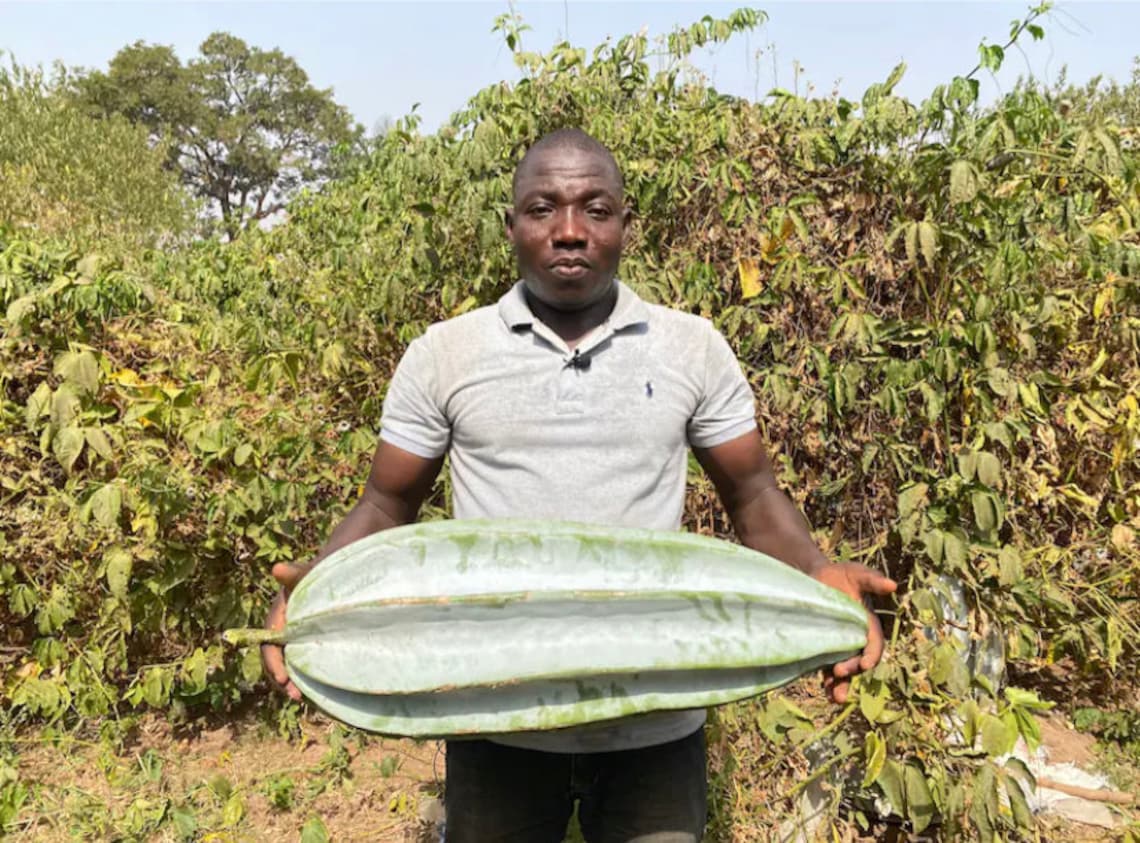 Fluted Pumpkin, Ugu, Telfairia Occidentalis, 7 Seeds/20 USD, Express ...