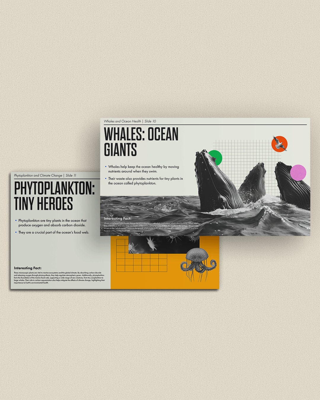 Climate Change, Wild Animals Education, Classroom Slides, Environmental ...