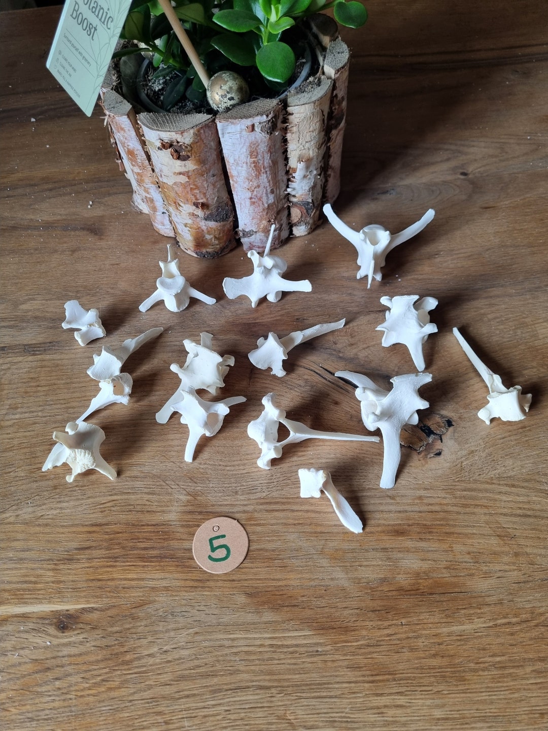 Bone Package Vertebral Bones Deer Cleaned and Degreased - Etsy