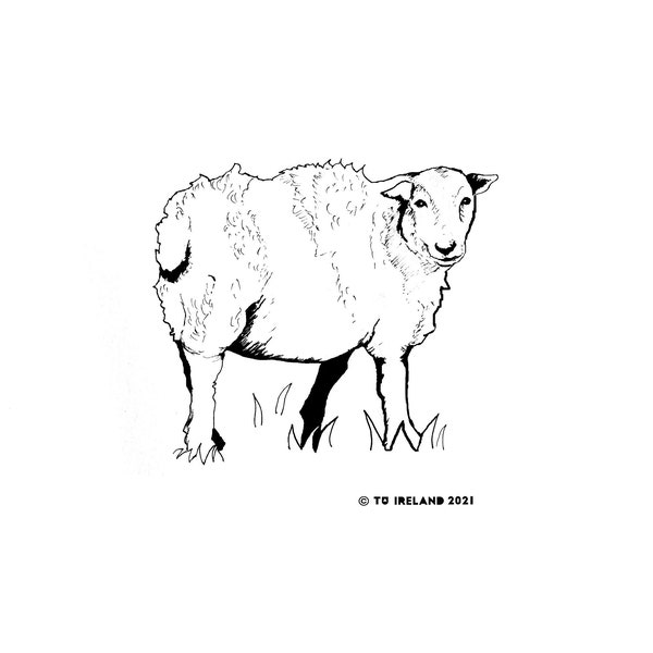 Irish Sheep - Etsy UK