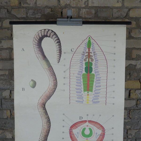 Earthworm Poster - Etsy