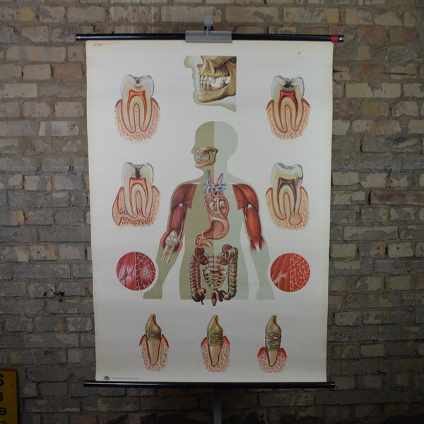 Human Tooth Chart Wall Poster - Etsy