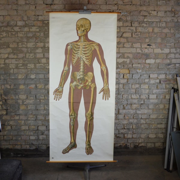 Skeleton Poster - Etsy