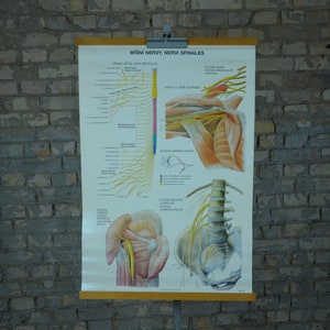 Spinal Nerves, Arm, Neurology: Original Vintage 1990s Czech Educational ...