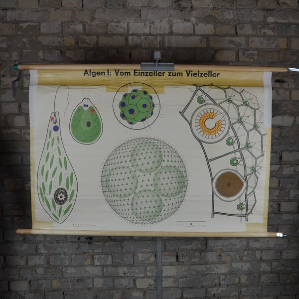 Microbiology Poster - Etsy