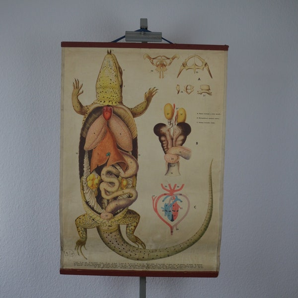 Reptile Print - Etsy