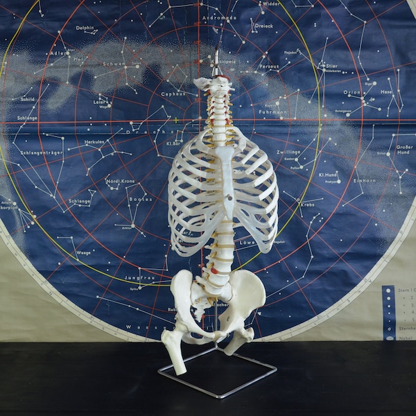 Vintage Human Anatomical Model - Etsy