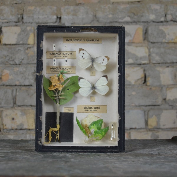 Insect Display - Etsy