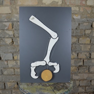 Large Talon, Bird Claw, Skeleton: Original Vintage Anatomical Movable ...